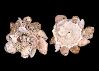 马掌螺总科 Hipponicacea 蓝色动物学（中国动物学科普）